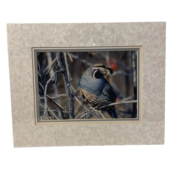 Art | California Quail Bird In Sticks Matted Photo Print 8 X 1 Wildlife ...